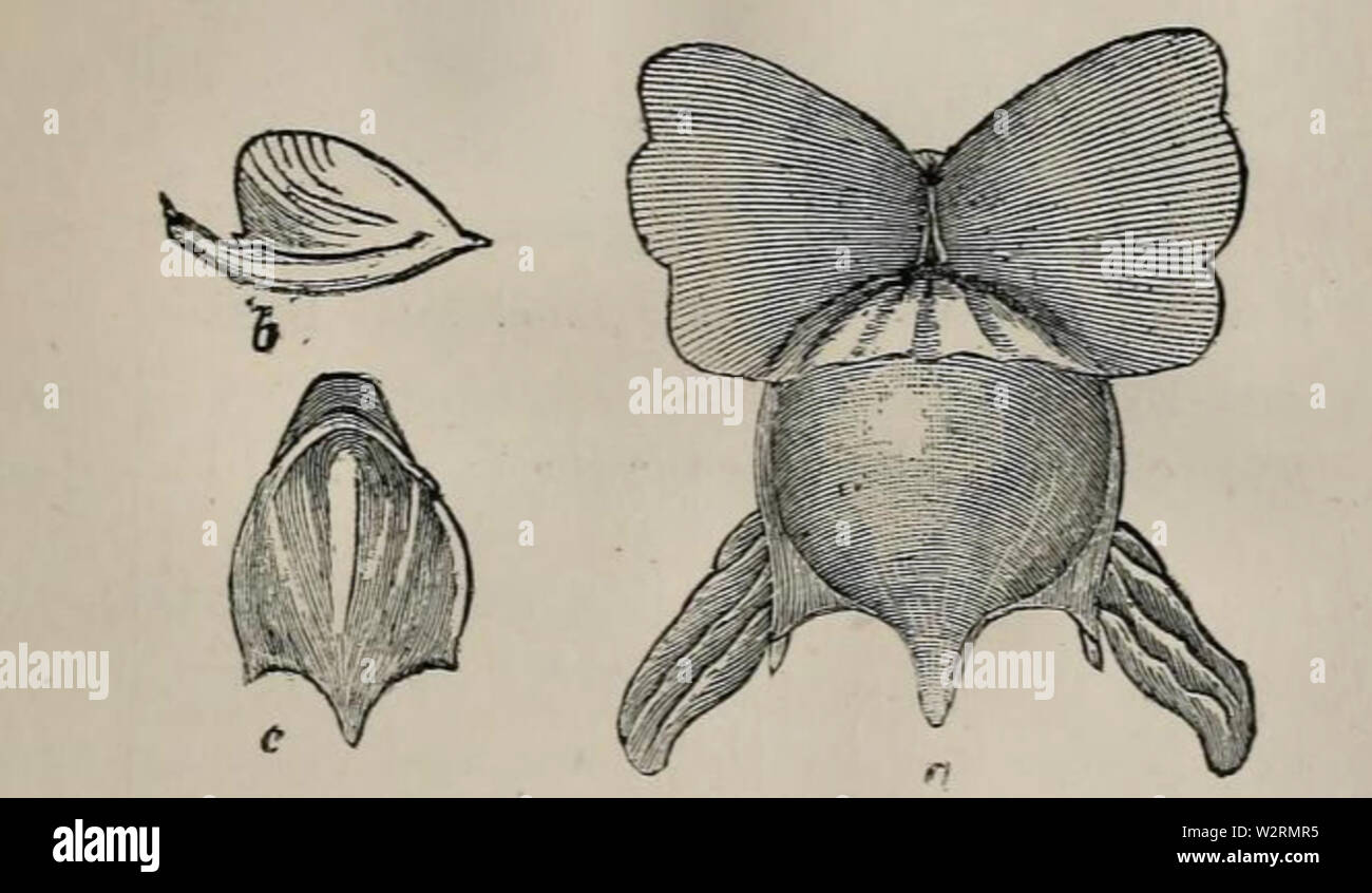 Cavolinia tridentata hi-res stock photography and images - Alamy