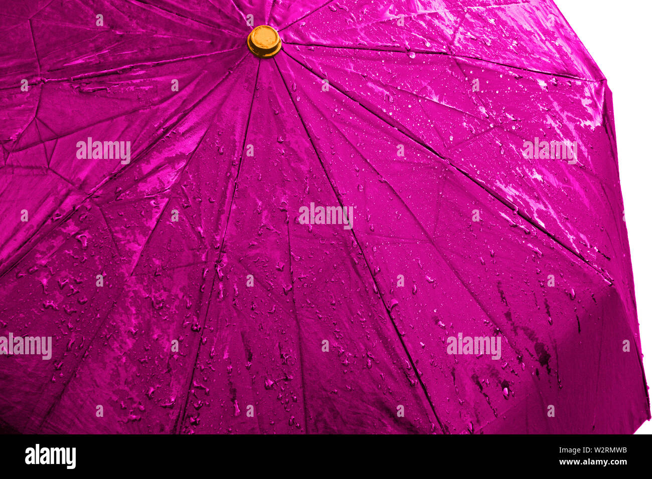 Wet pink umbrella close up image on isolated background. Waterproof ...
