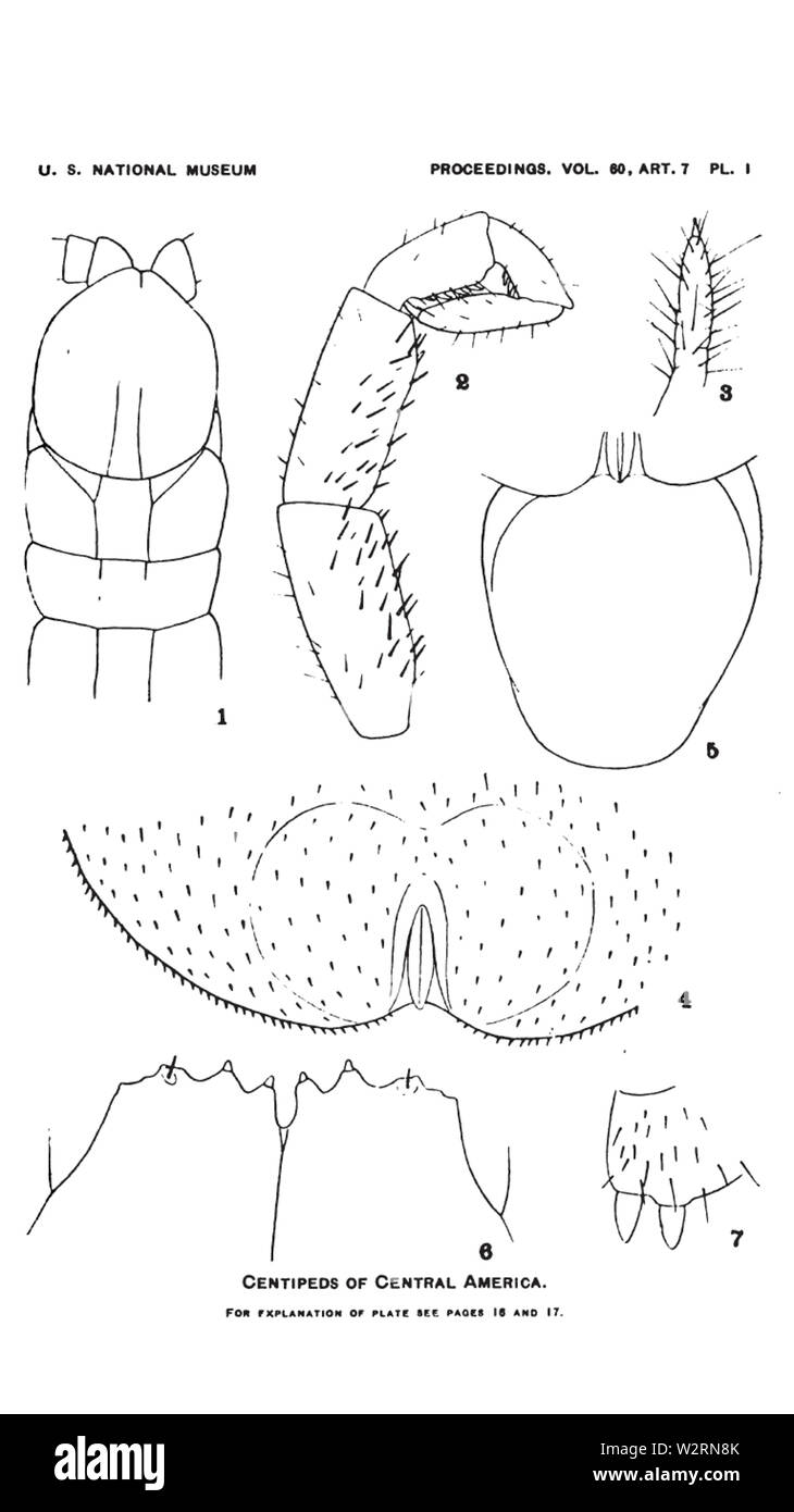 Central america fauna Cut Out Stock Images & Pictures - Alamy