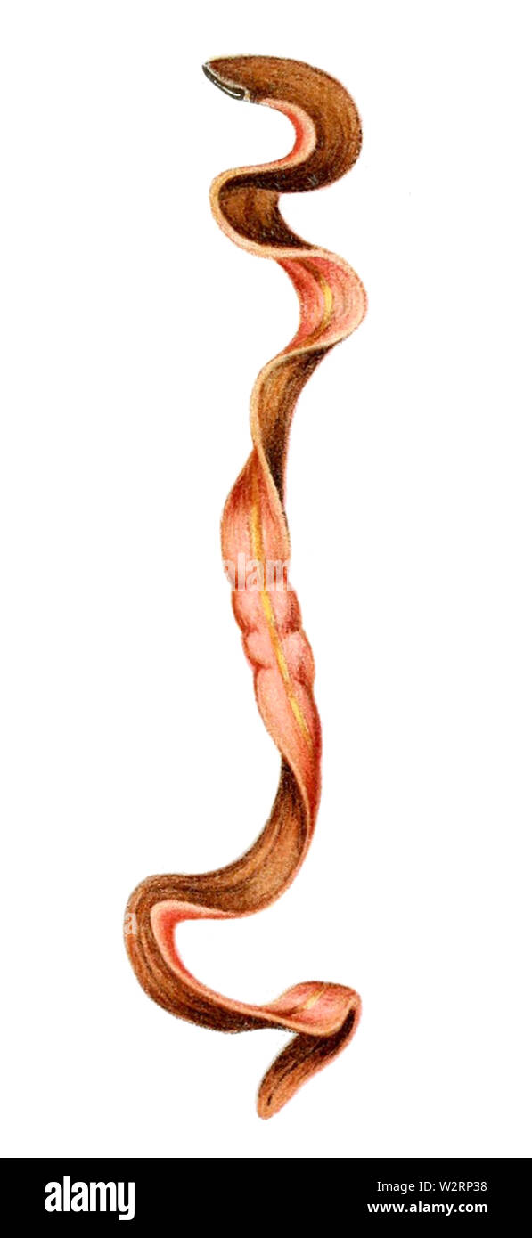 Cerebratulus High Resolution Stock Photography and Images - Alamy