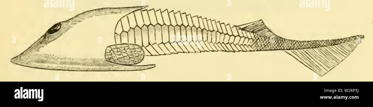 Cephalaspis hi-res stock photography and images - Alamy