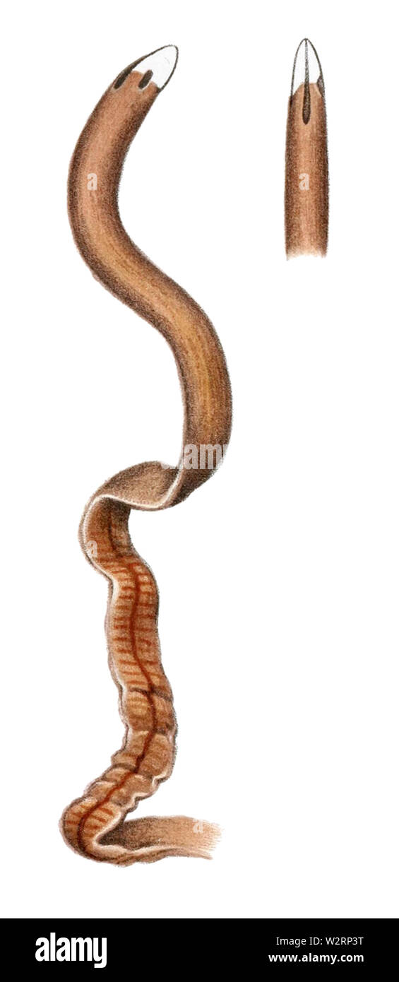 Cerebratulus hi-res stock photography and images - Alamy