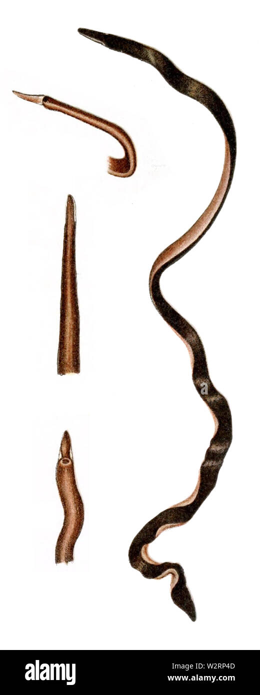 Cerebratulus High Resolution Stock Photography and Images - Alamy