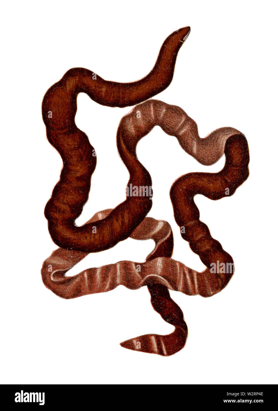 Cerebratulus Cut Out Stock Images & Pictures - Alamy