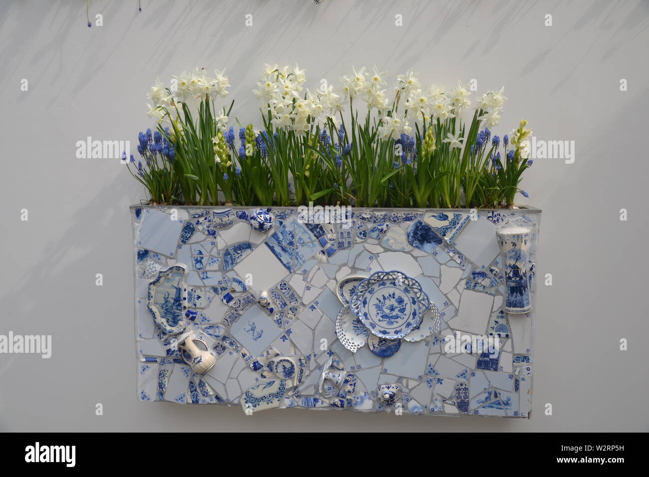 Blue and White Dutch Spring Flowers Stock Photo - Alamy