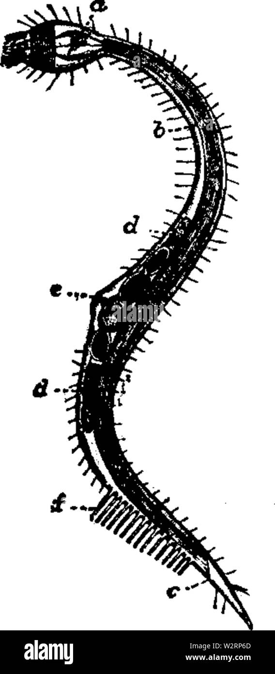 Chaetosoma hi-res stock photography and images - Alamy