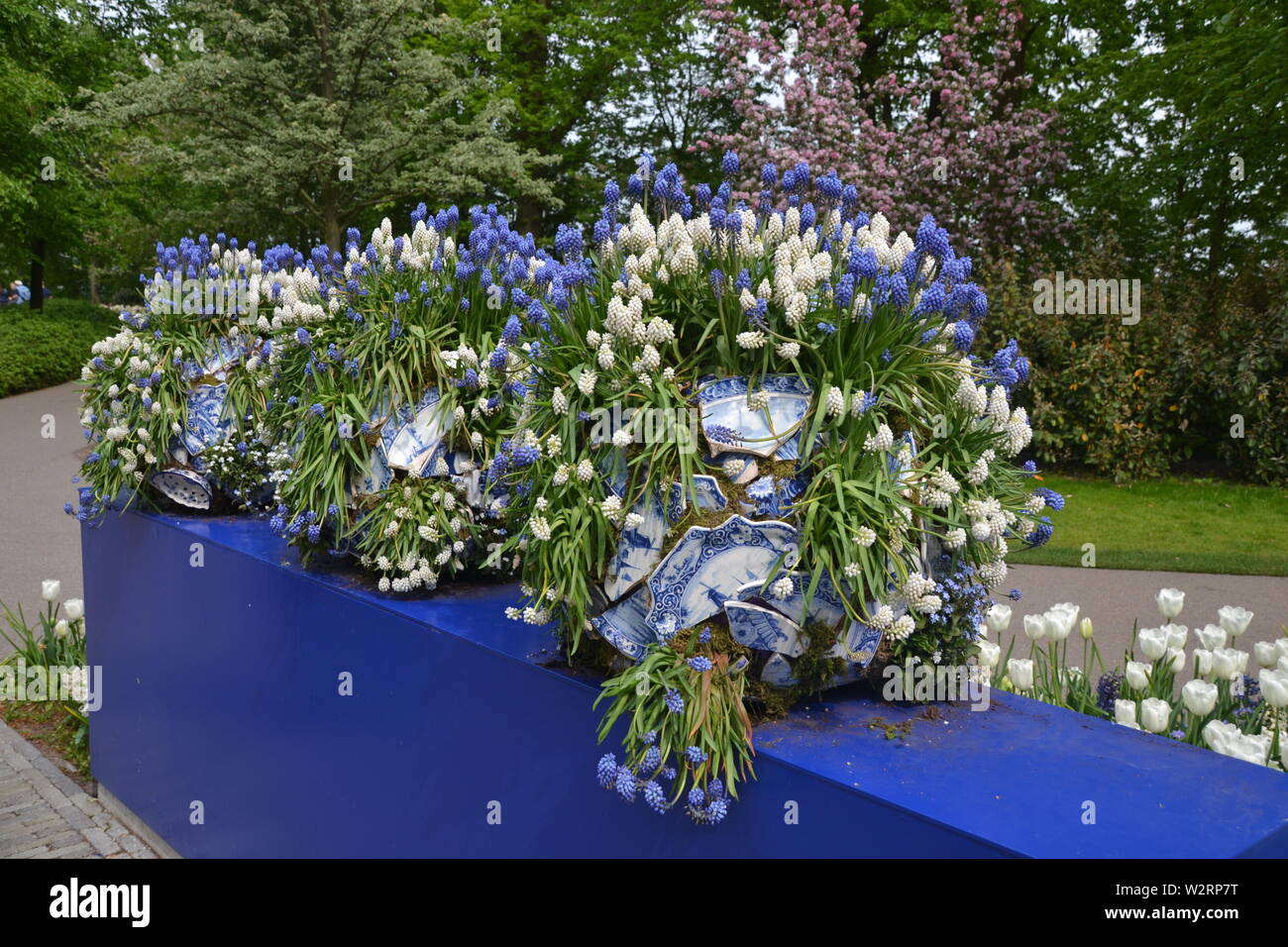 Blue and White Dutch Spring Flowers Stock Photo - Alamy