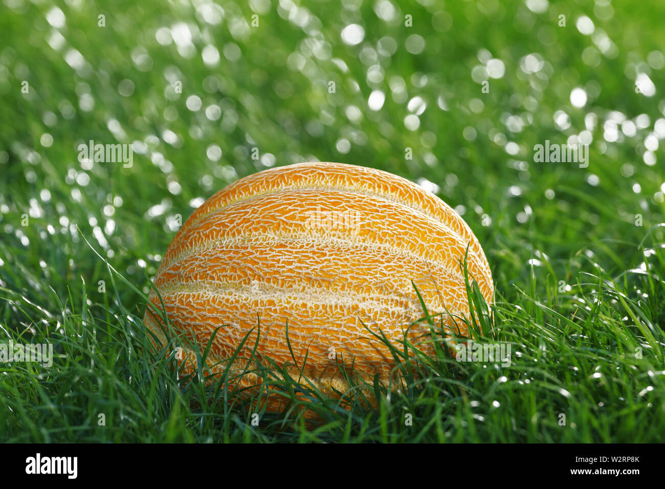 A whole melon lies on the green grass Stock Photo - Alamy