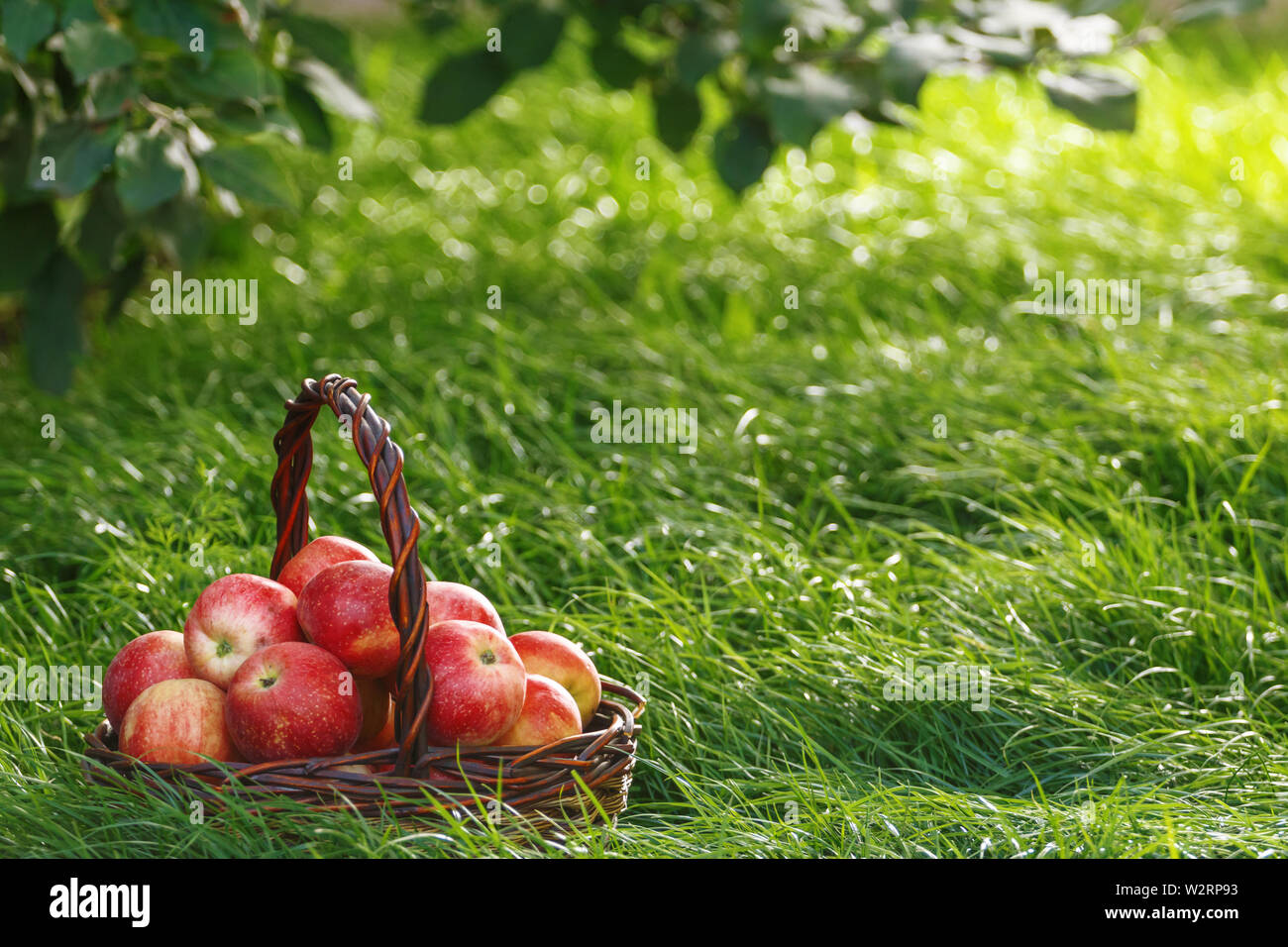 Basket apples under apple tree hi-res stock photography and images - Alamy
