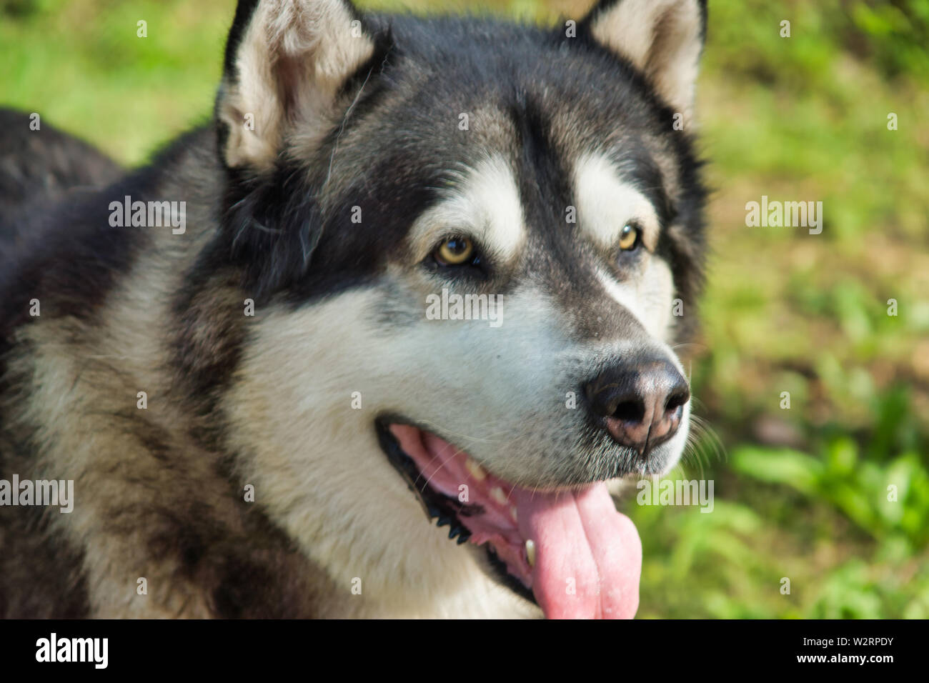 Malamute breed dog posing in nature. Malamute gray-white Stock Photo ...