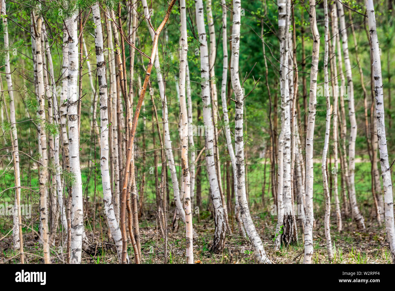 Silver birch trees in group hi-res stock photography and images - Alamy