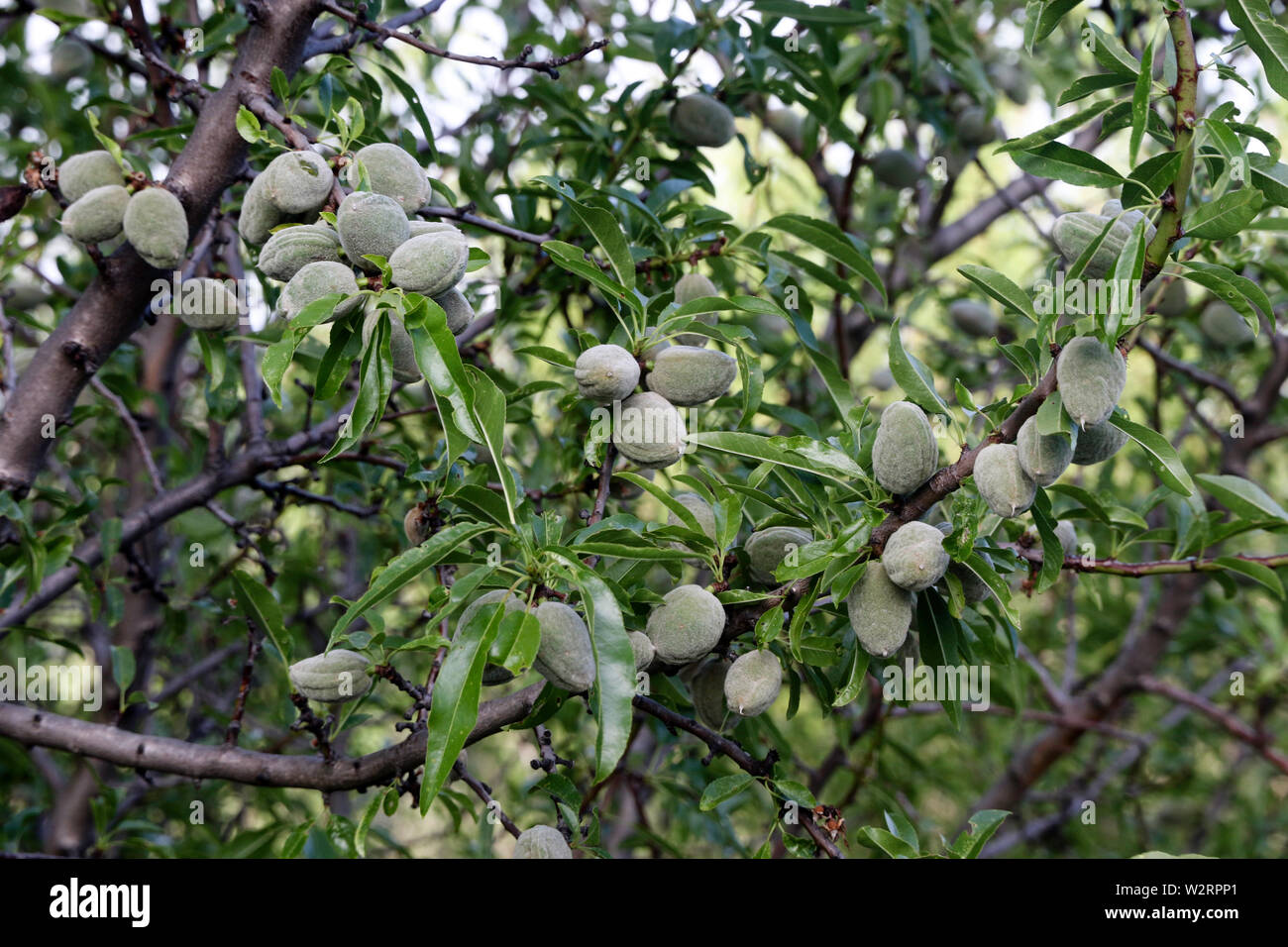 Tree full of almond nuts in the Douro region Stock Photo - Alamy