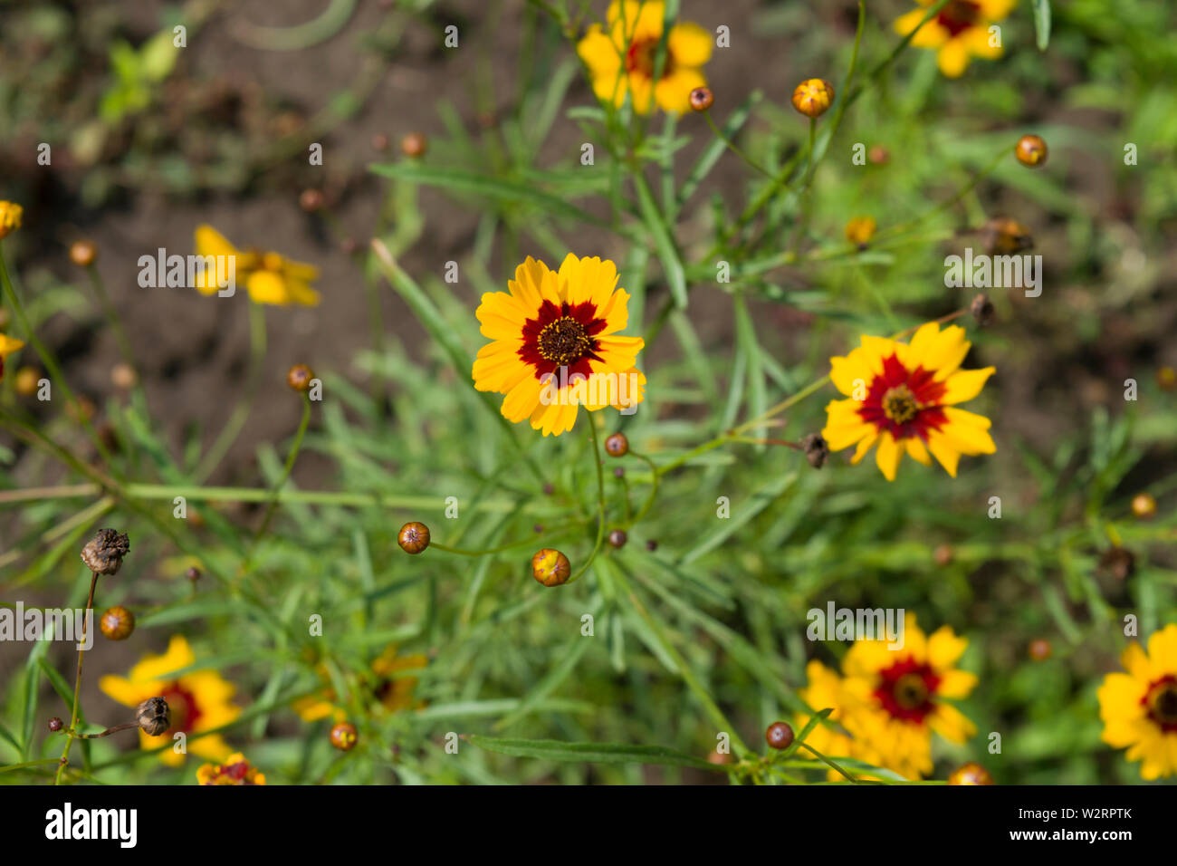Calliopsis Wildflower High Resolution Stock Photography and Images - Alamy