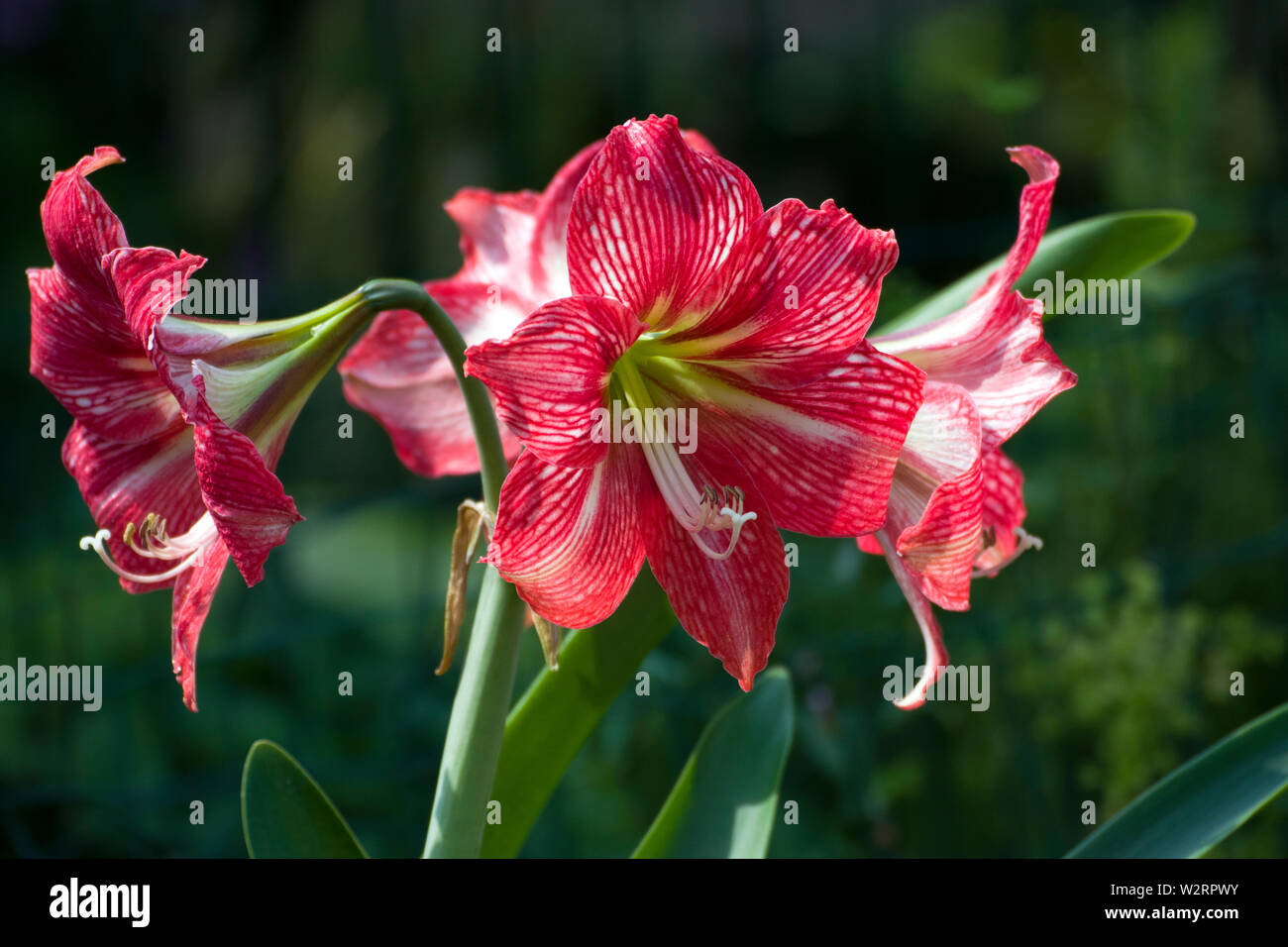 Pink amaryllis flowers hi-res stock photography and images - Alamy