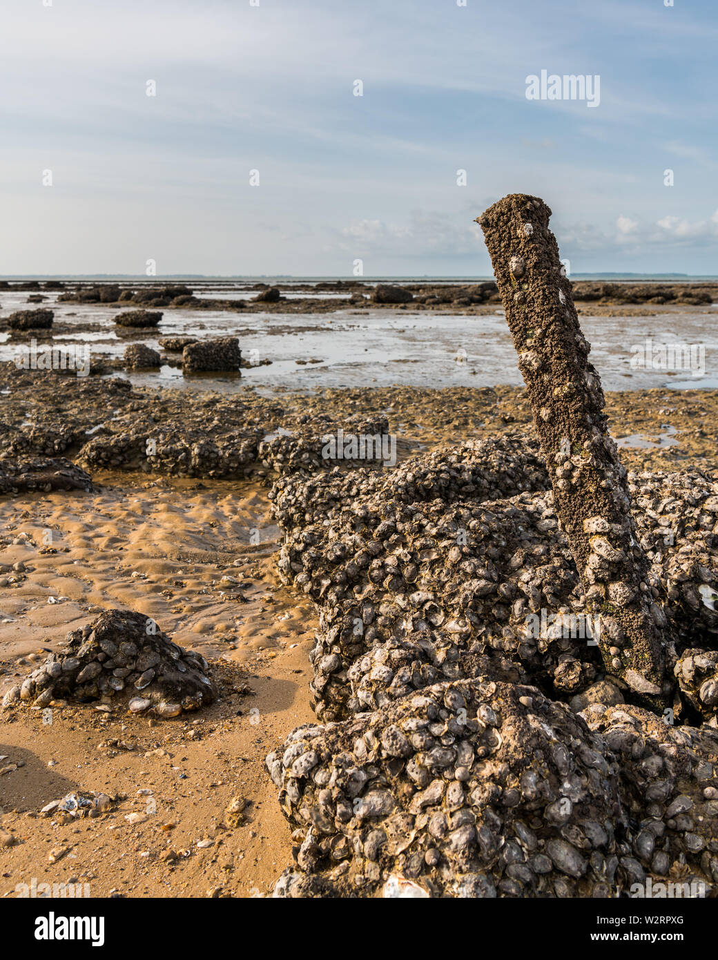 Mussels and snails hi-res stock photography and images - Alamy