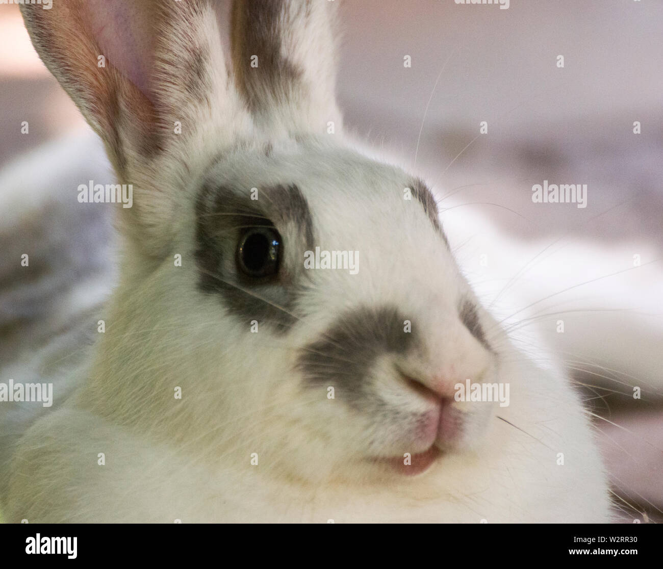 Portrait of a young white and grey rabbit pet. Close up photo shoot ...