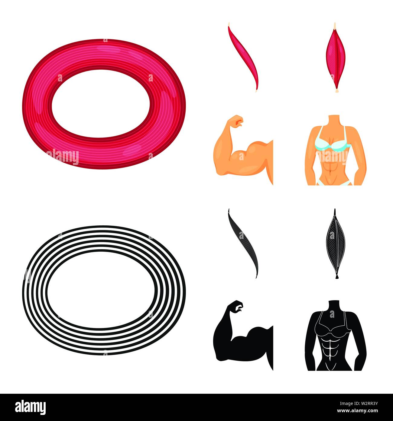 Vector illustration of fiber and muscular sign. Set of fiber and body ...
