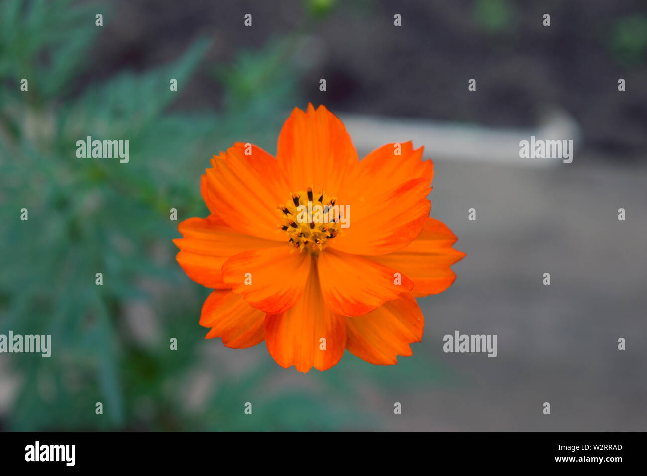 A beautiful orange garden flower named Cosmos sulphureus. It is also ...