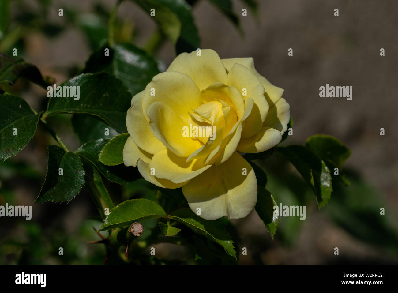 English blossom close up yellow hi-res stock photography and images - Alamy