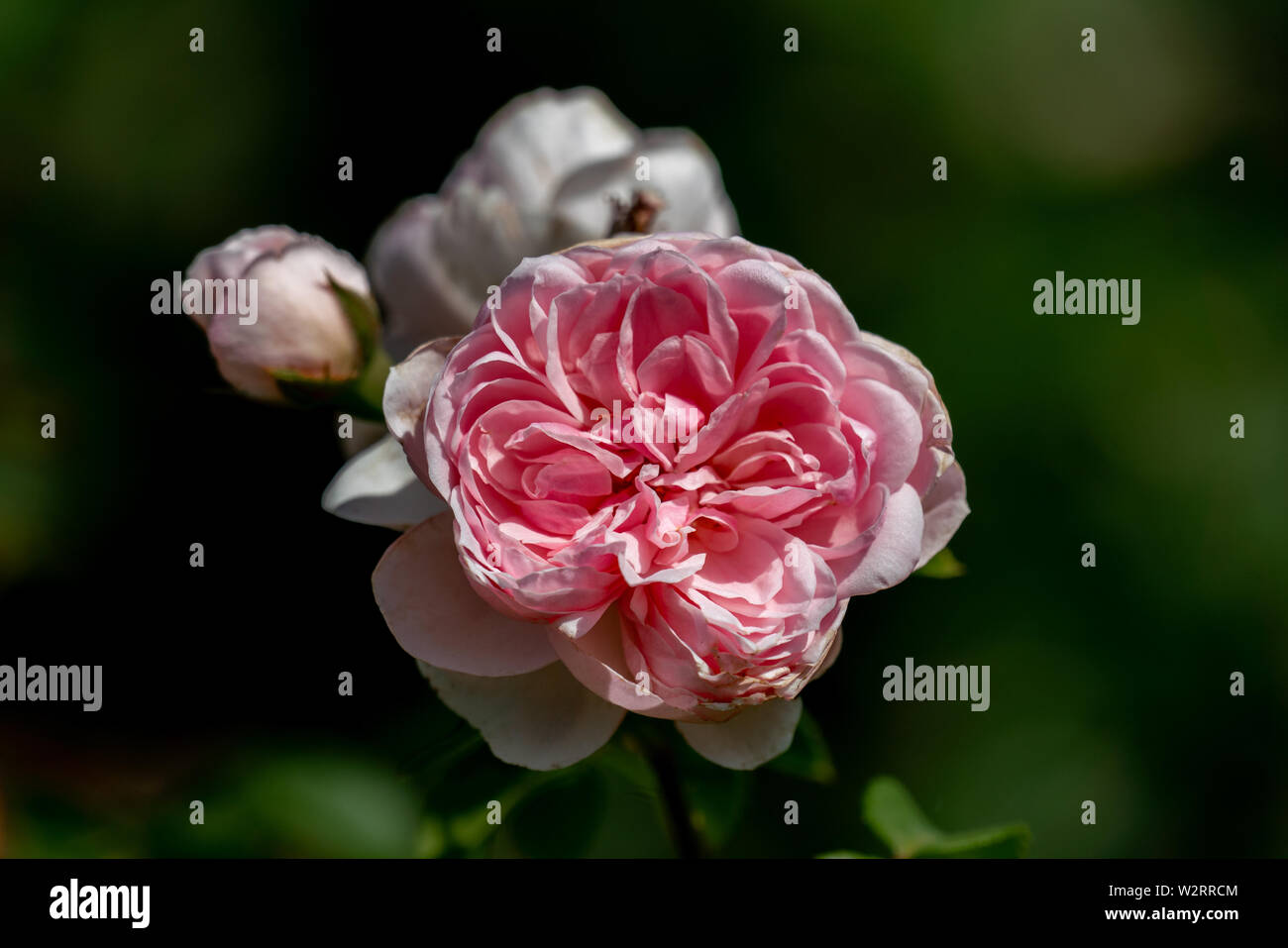 White floribunda roses hi-res stock photography and images - Alamy