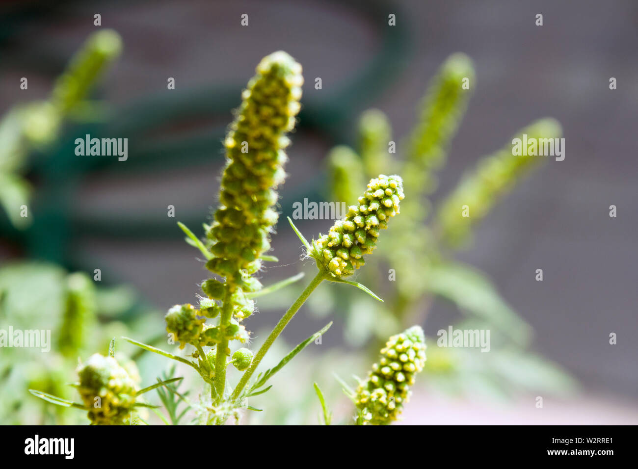 Close up photo of ragweed tiny green flowers which produce copious ...