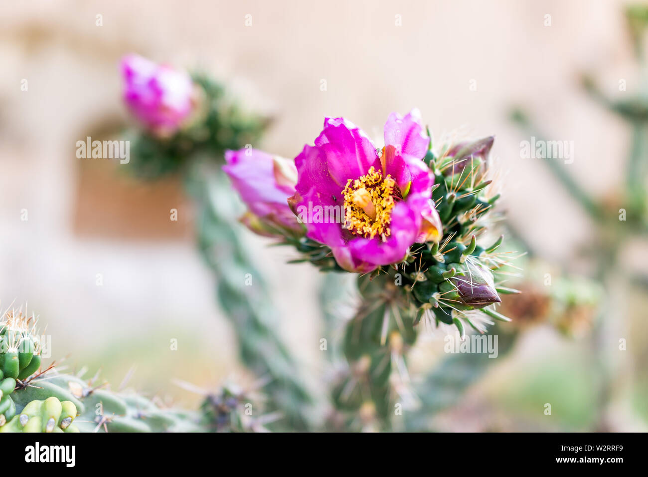 Cholla bloom hi-res stock photography and images - Alamy