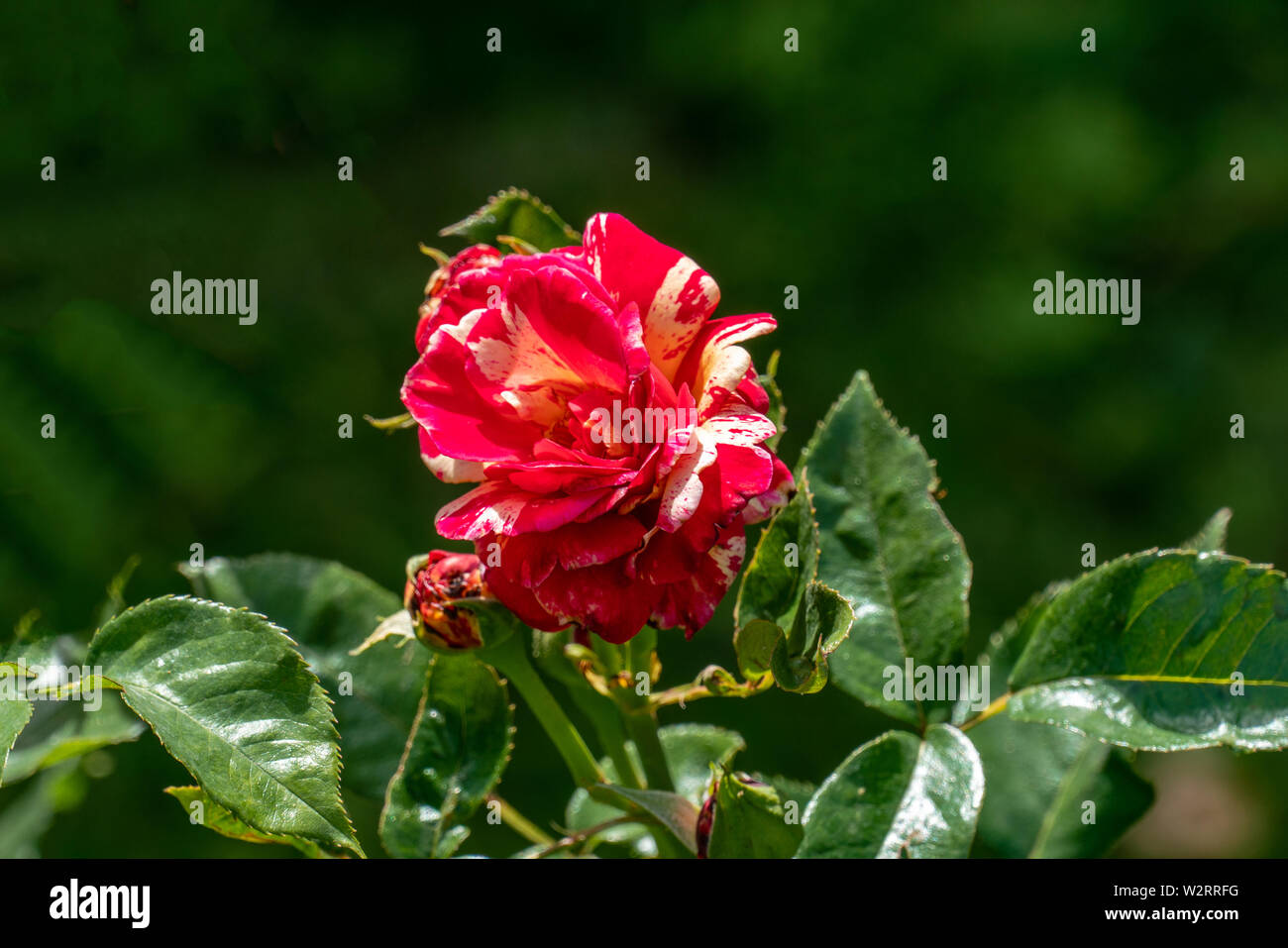 Marco flower hi-res stock photography and images - Alamy