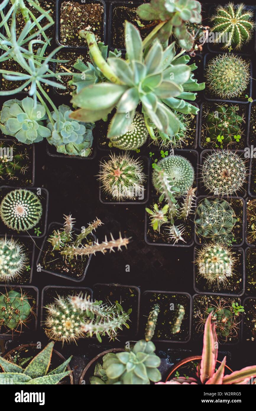 Overhead closeup shot of different types of cacti or cactus plants at a ...