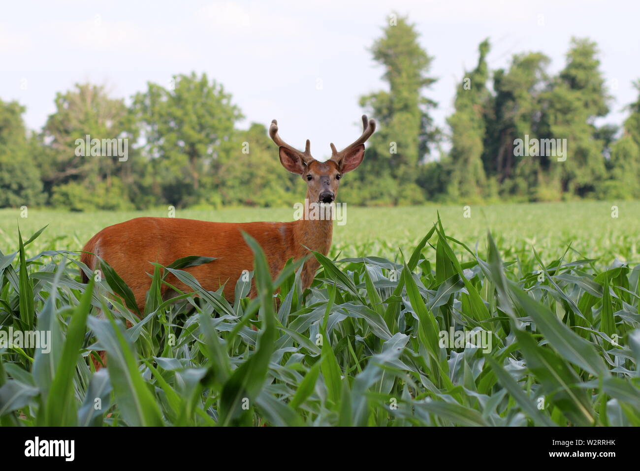 The deer is poking around in the corn field Stock Photo - Alamy