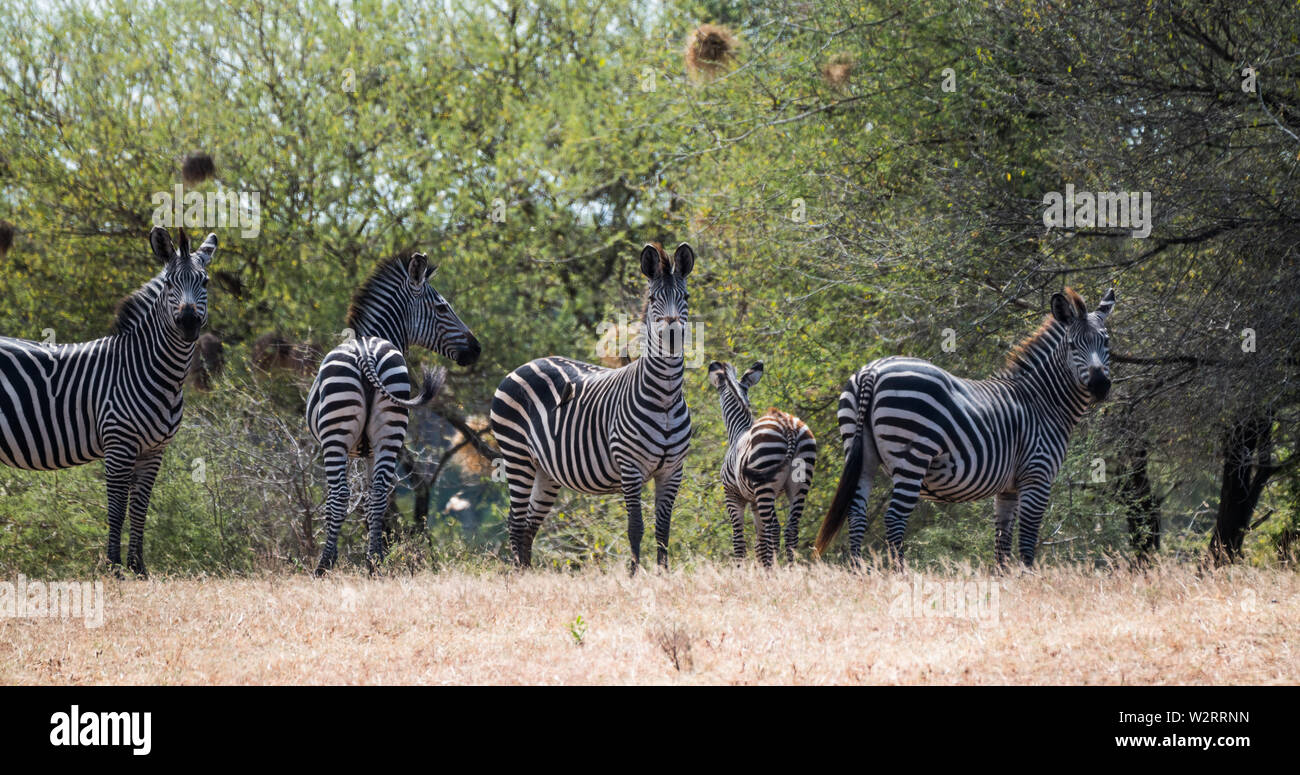 Selous zebra hi-res stock photography and images - Alamy