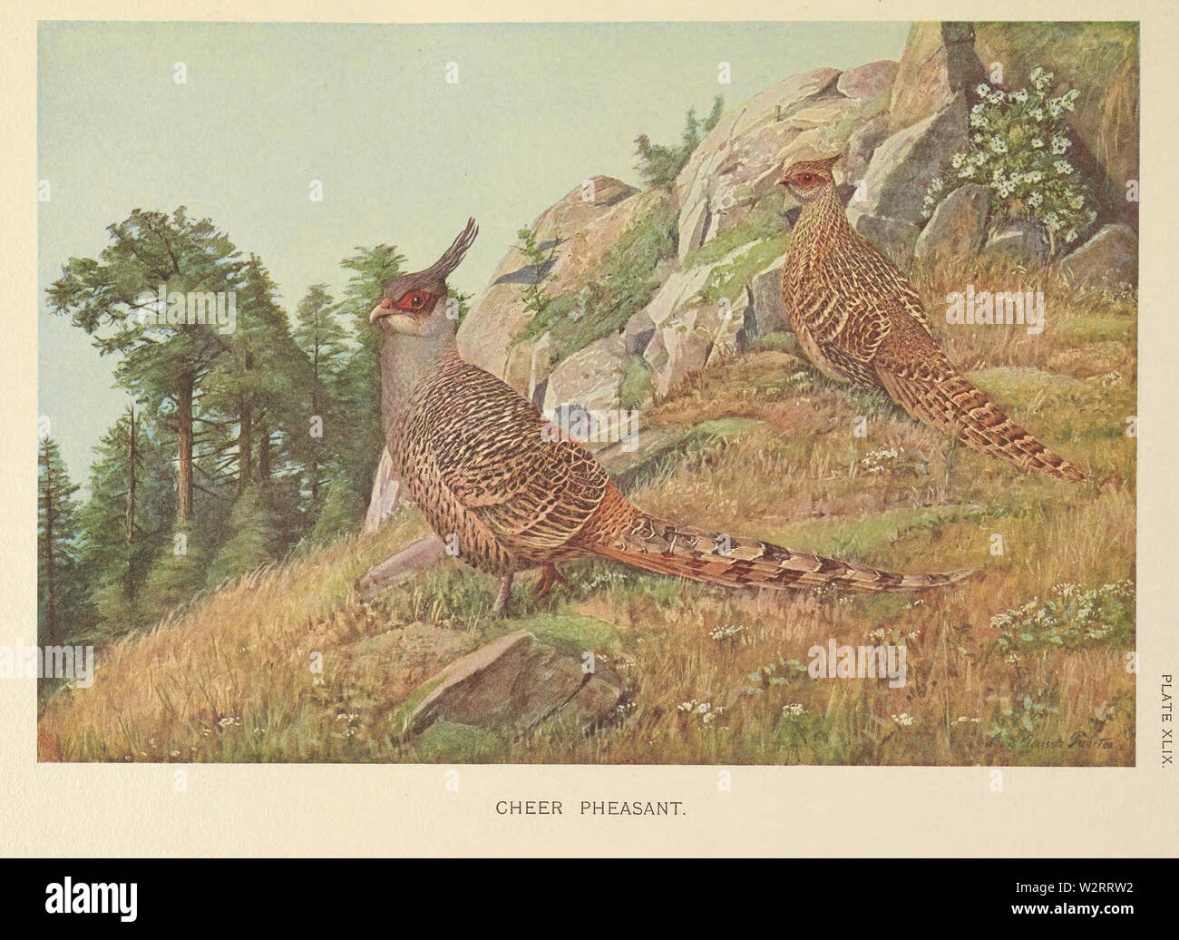 Cheer Pheasant by Louis Agassiz Fuertes Stock Photo - Alamy
