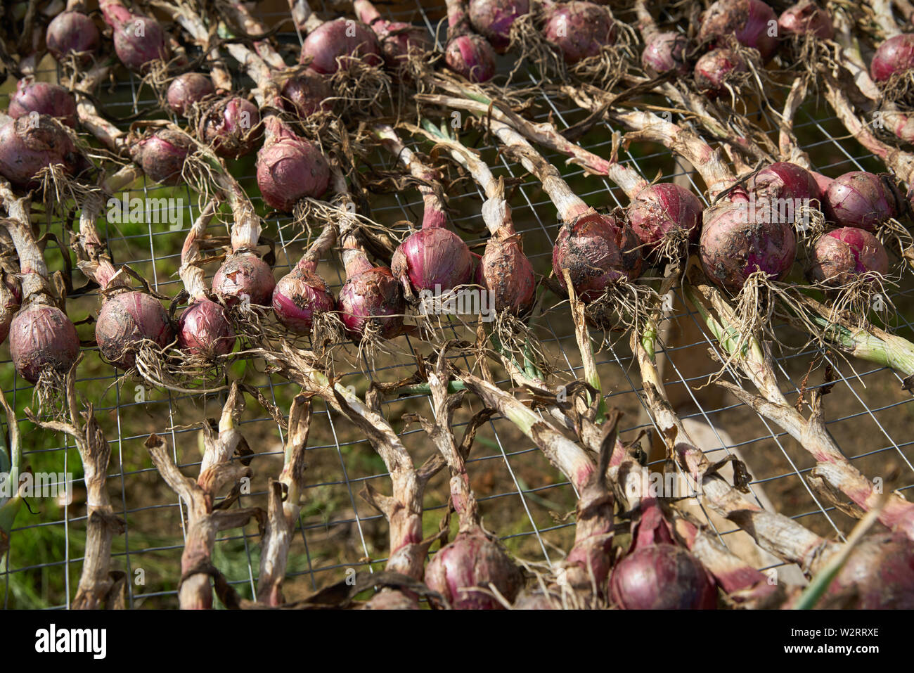 Onion rack hi-res stock photography and images - Alamy