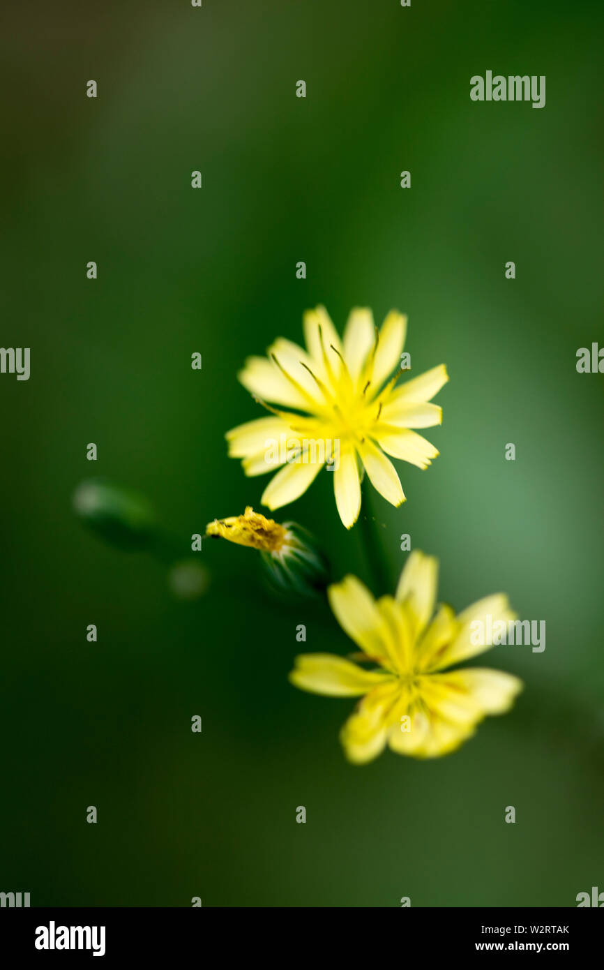 Lapsana communis hi-res stock photography and images - Alamy
