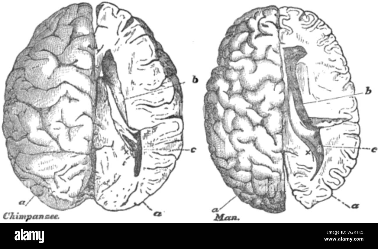 Chimpanzee and human brain scaled to the same size Thomas Henry Huxley ...