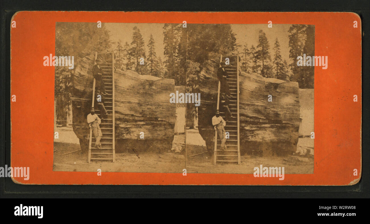 Chip of the Old Block, Original Big Tree, by E & HT Anthony (Firm Stock ...