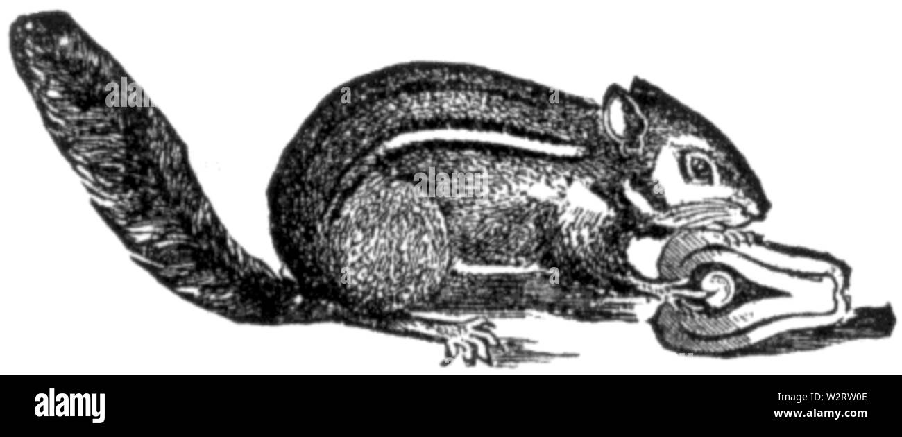 Chipmunk north america Cut Out Stock Images & Pictures - Alamy