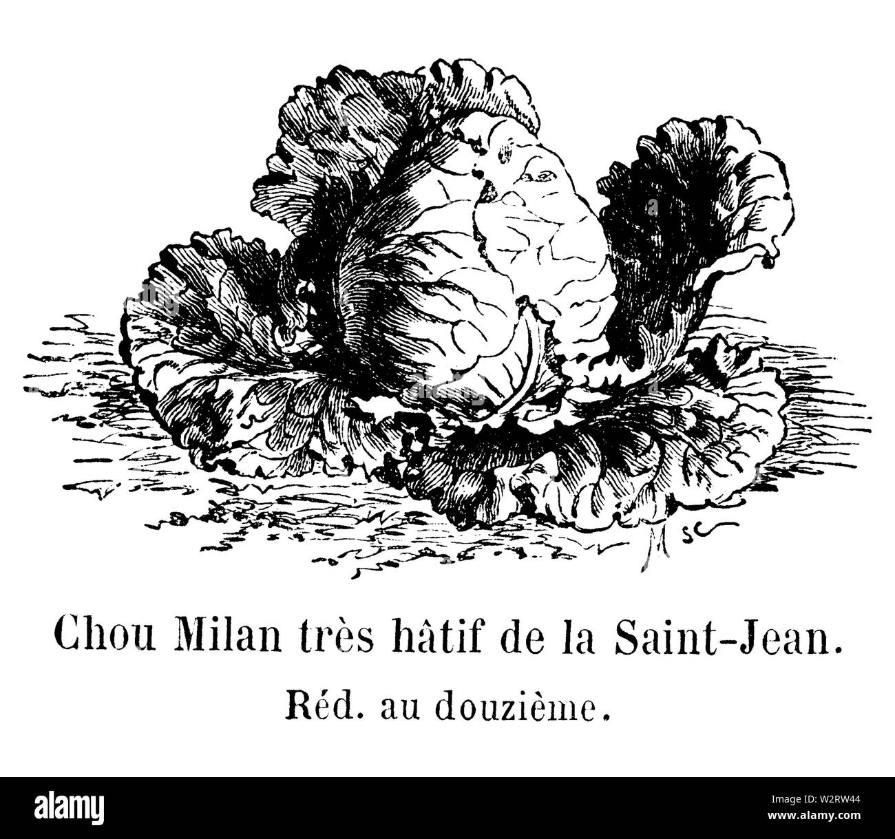 Chou Milan très hâtif de la Saint-Jean Vilmorin-Andrieux 1904 Stock ...