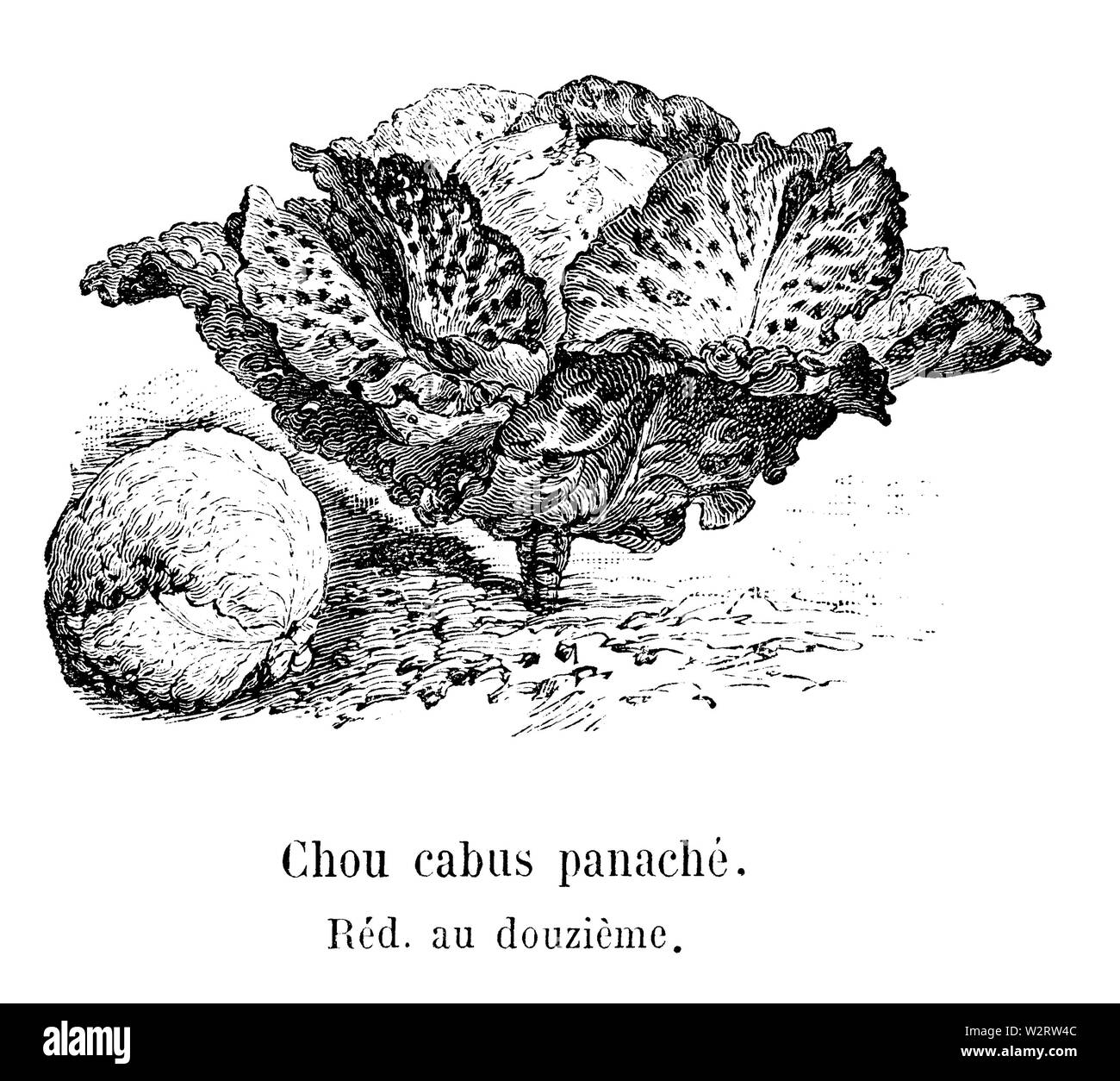 Chou cabus hi-res stock photography and images - Alamy