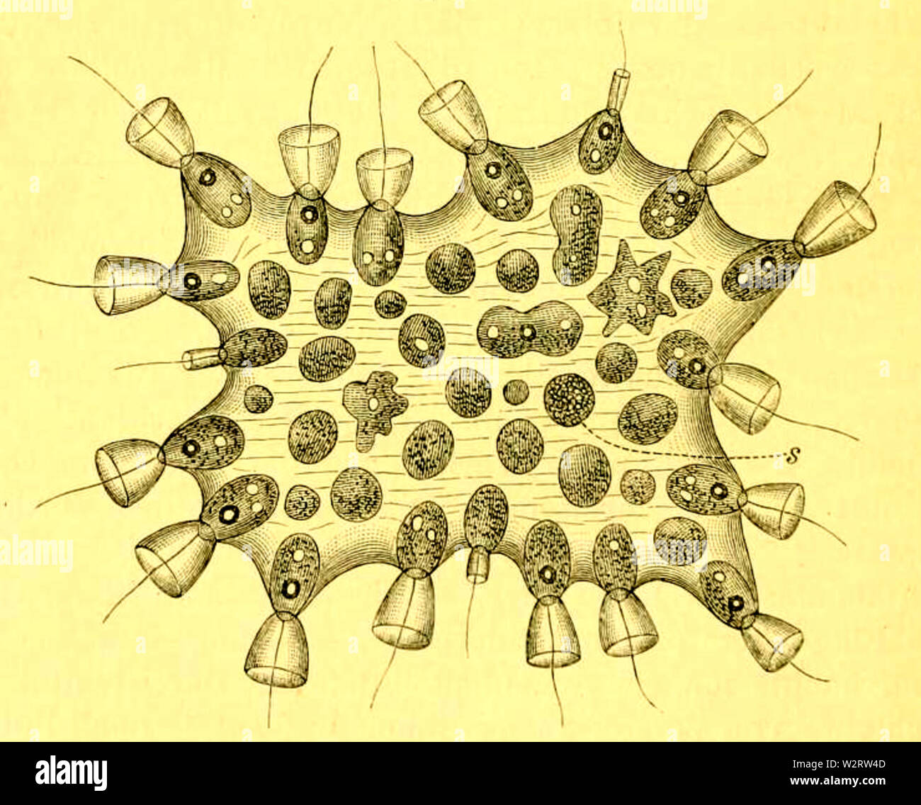 Choanoflagellates Colonie (Méchnikov Stock Photo - Alamy
