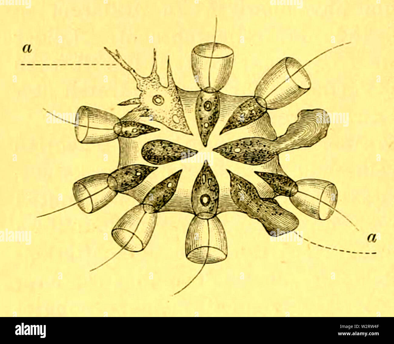 Choanoflagellates hi-res stock photography and images - Alamy