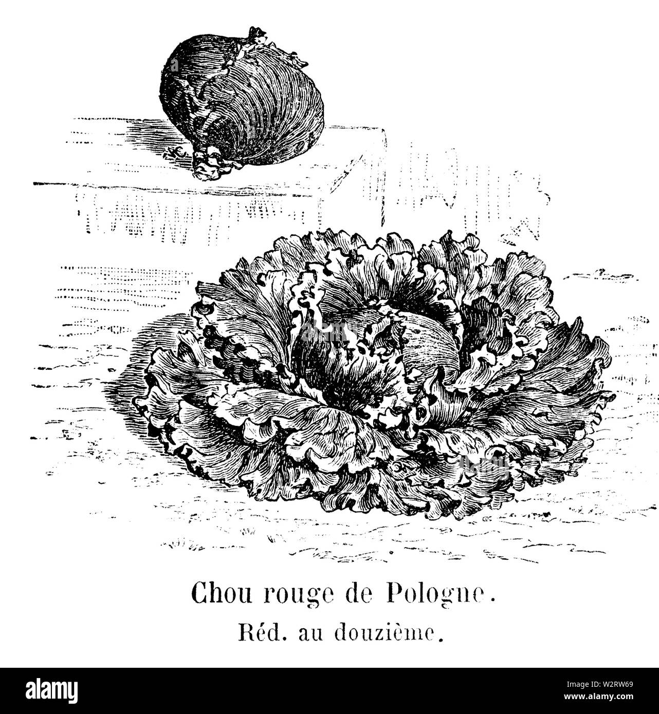 Chou rouge hi-res stock photography and images - Alamy