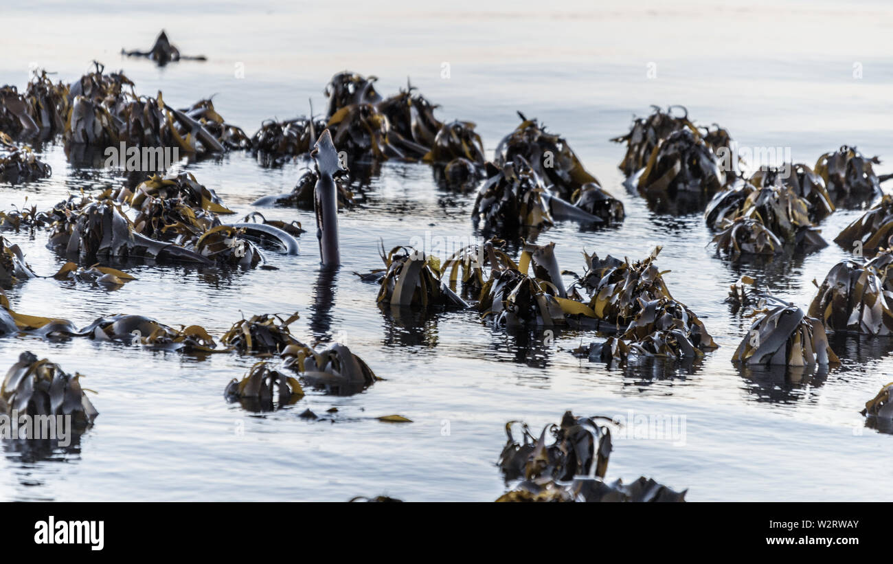 A kelp forest breaks the surface of a calm Atlantic sea off the coast ...