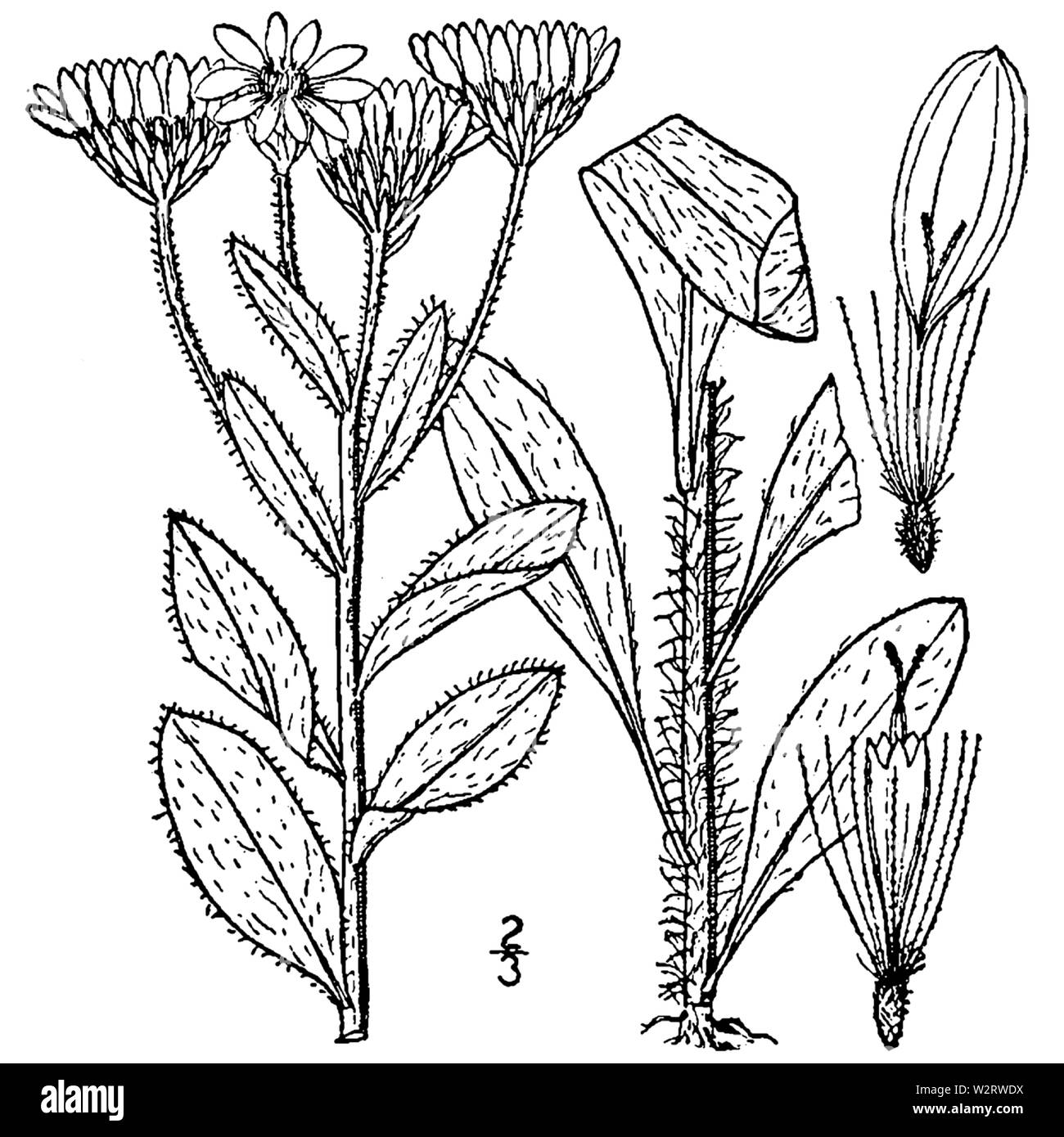 Botanical illustration of Chrysopsis mariana from 1913 Stock Photo - Alamy
