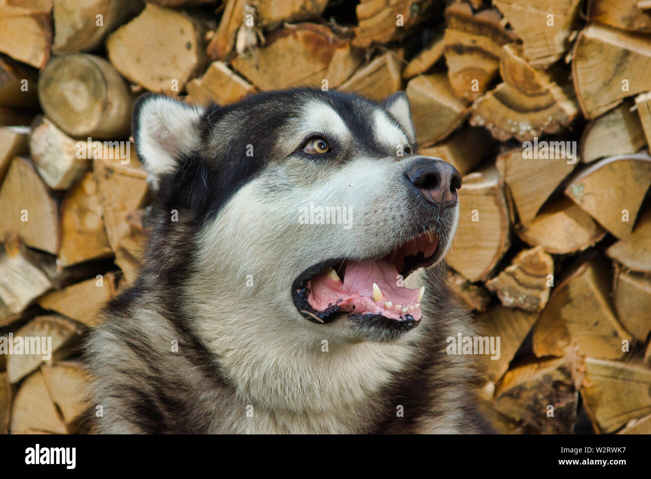 Malamute breed dog posing in nature. Malamute gray-white Stock Photo ...