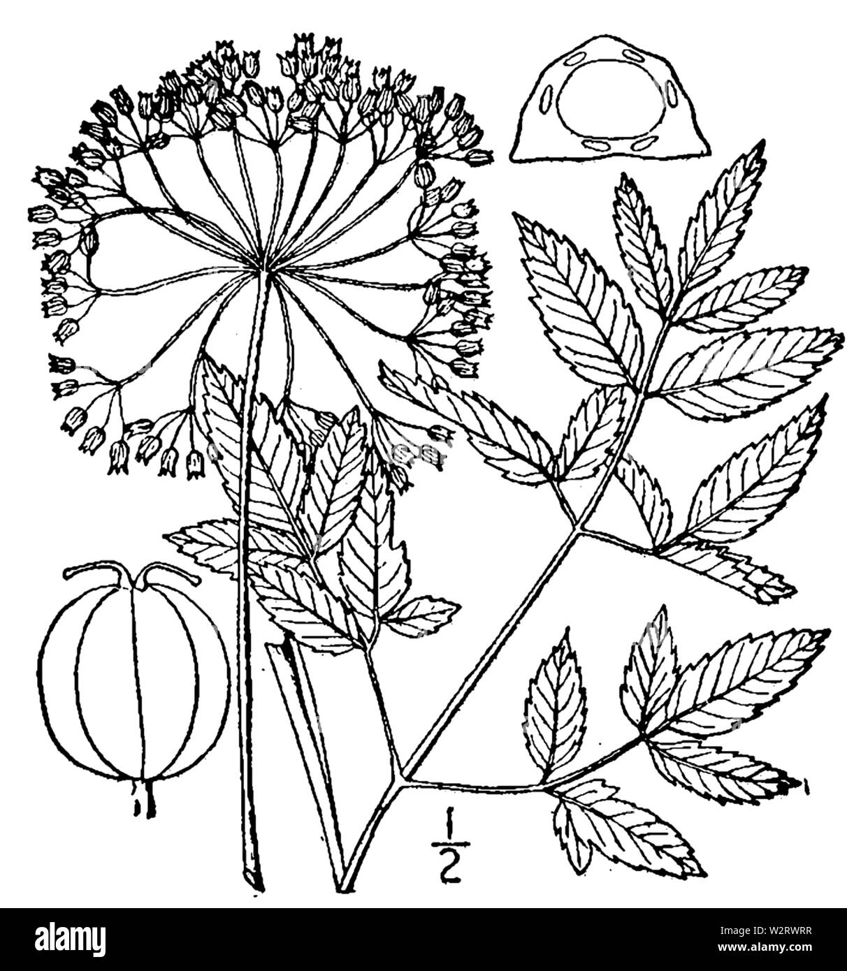 Botanical illustration of Cicuta maculata from 1913 Stock Photo - Alamy