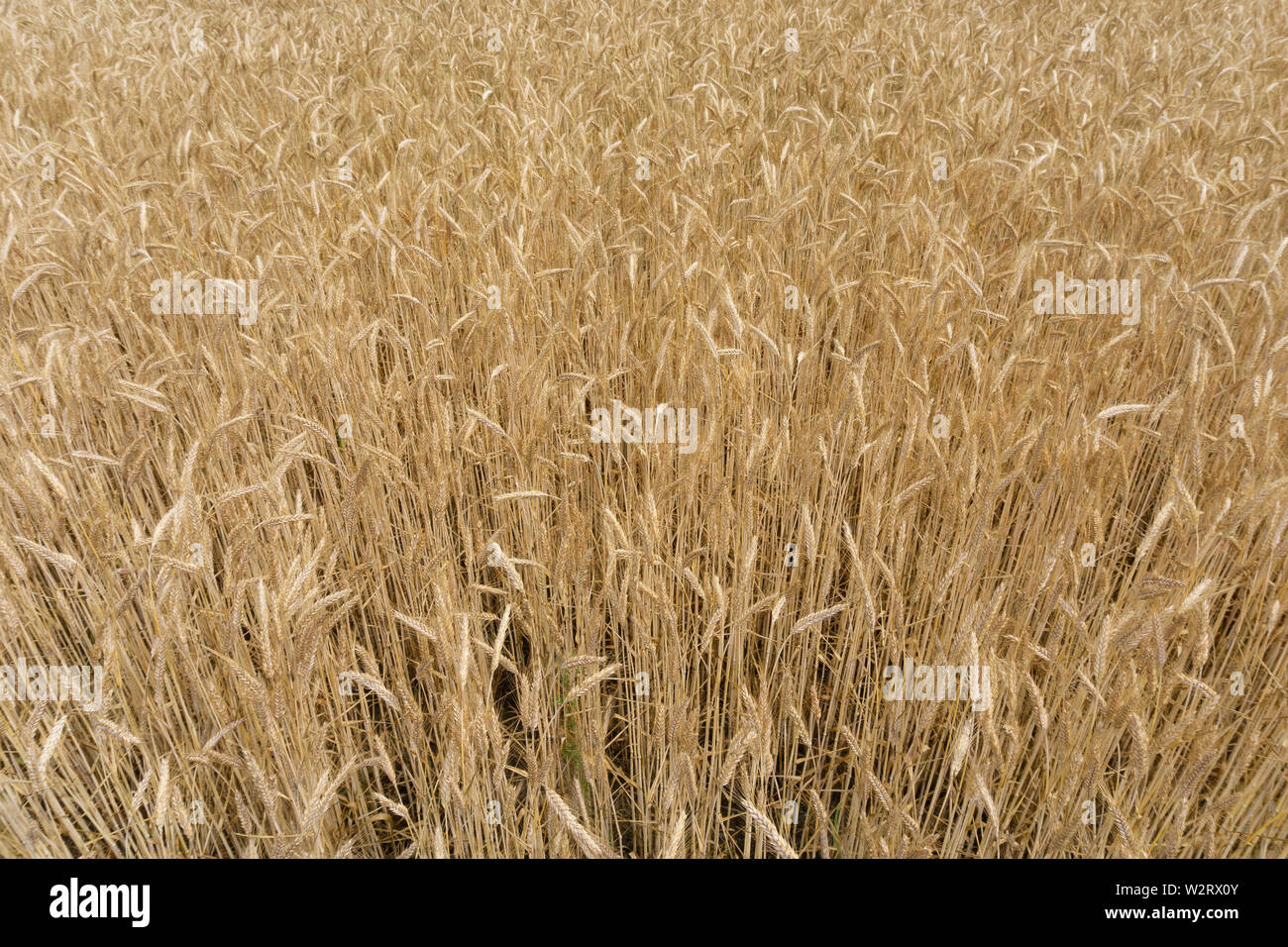 Close up aerial view corn hi-res stock photography and images - Alamy