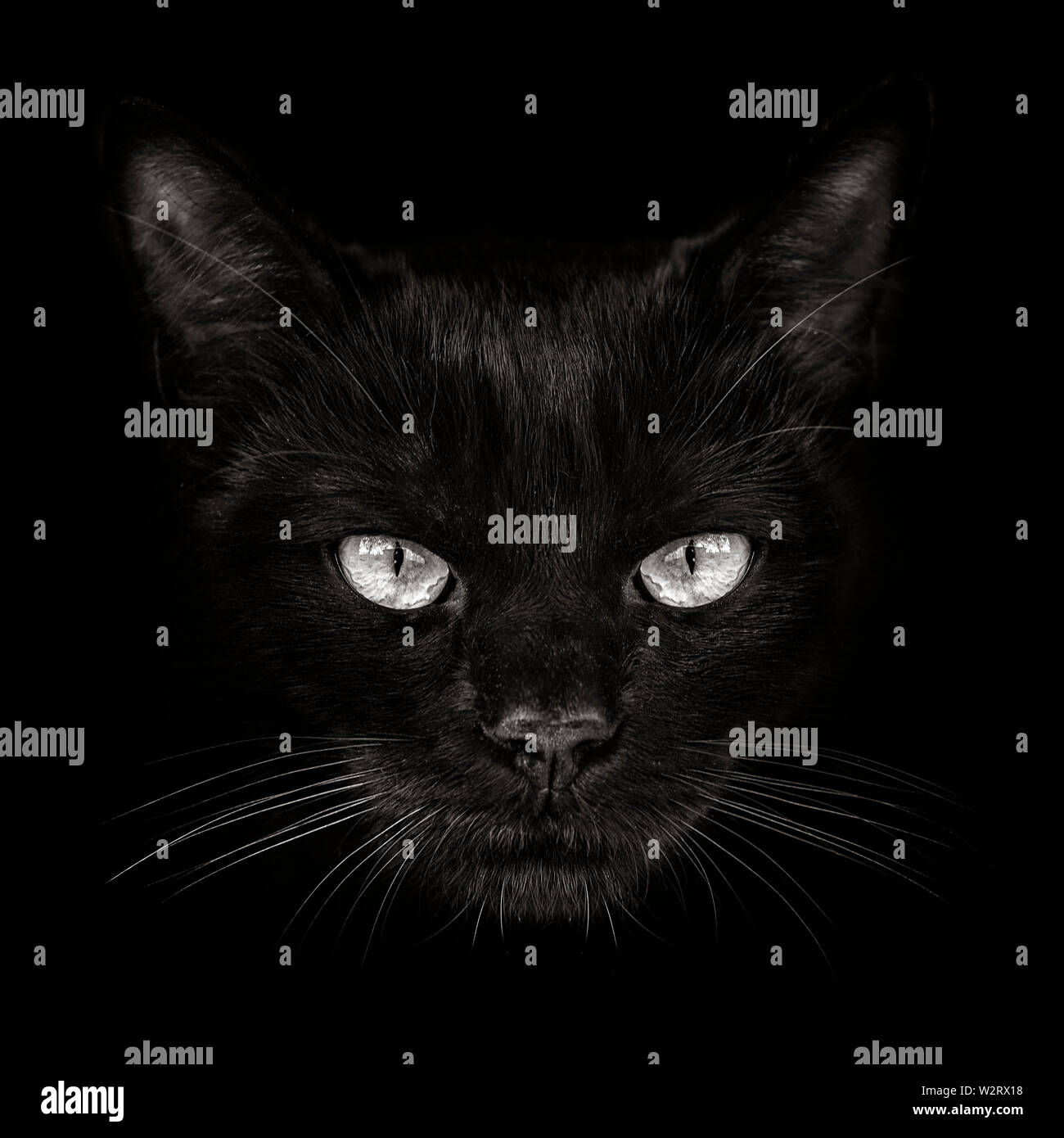 Dark muzzle hi-res stock photography and images - Alamy