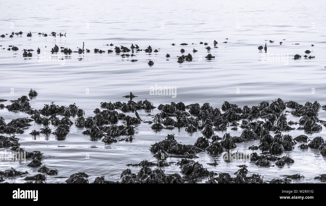 Kelp forests In South Africa's False Bay, near Cape Town, protrude ...