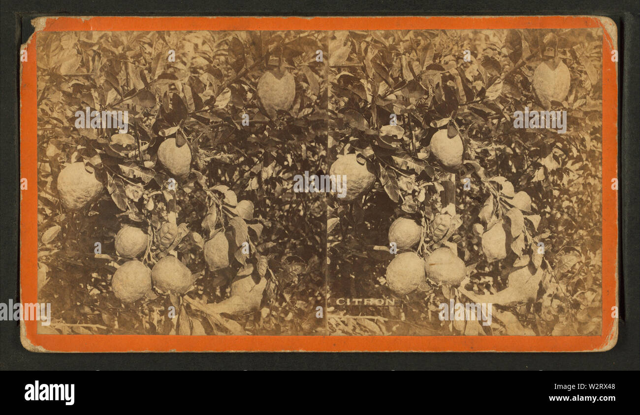 Citron (Orange tree with fruit), by Havens, O Pierre, 1838-1912 Stock ...