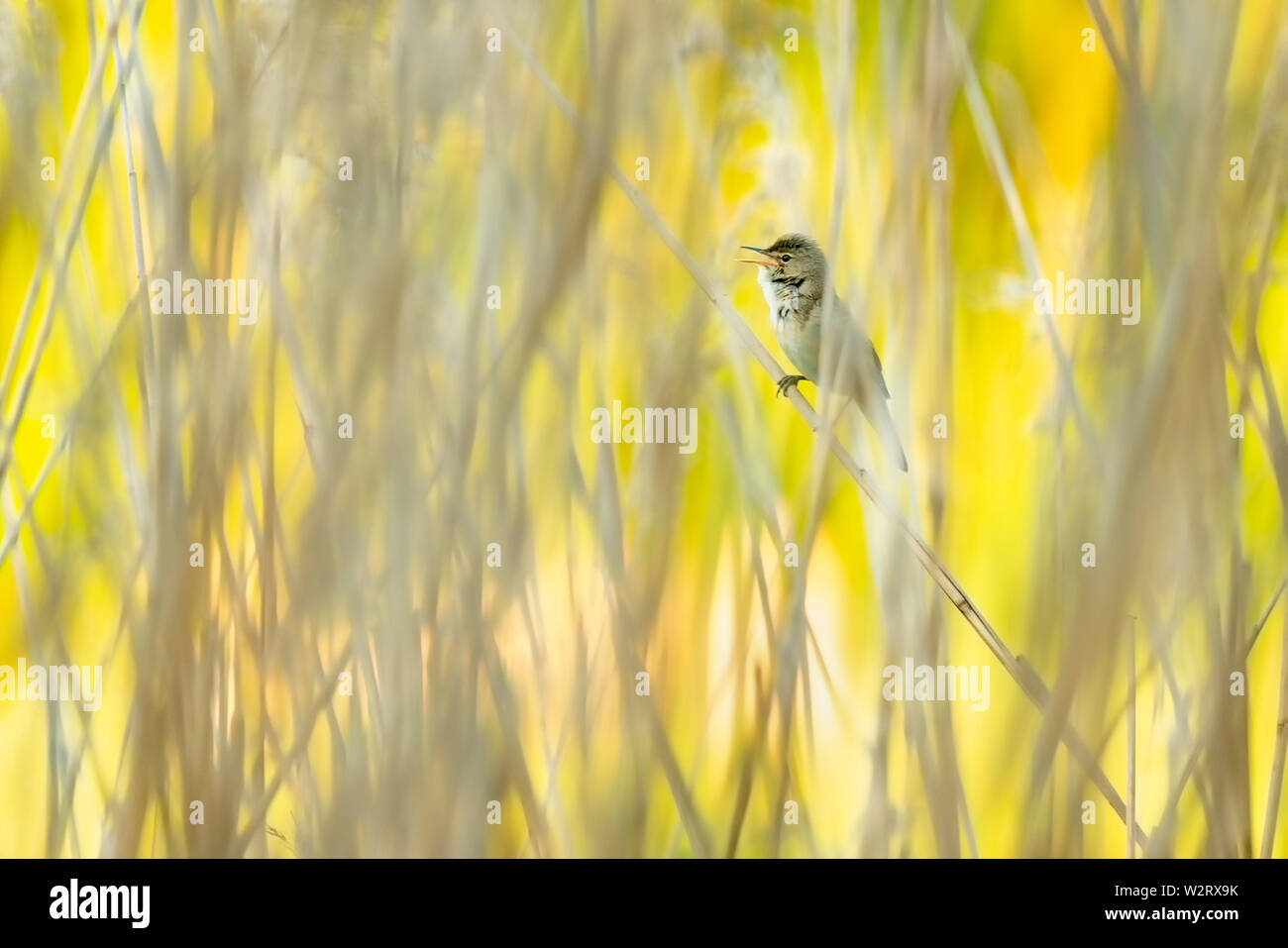Common in reed beds hi-res stock photography and images - Alamy
